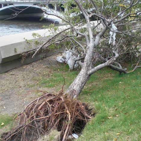 Flood-Damaged Trees – Trees Forever