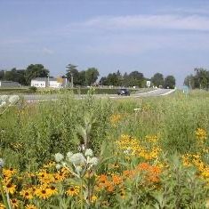Benefits of Roadside Plantings – Trees Forever