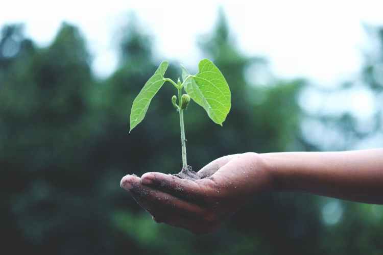 About – Trees Forever