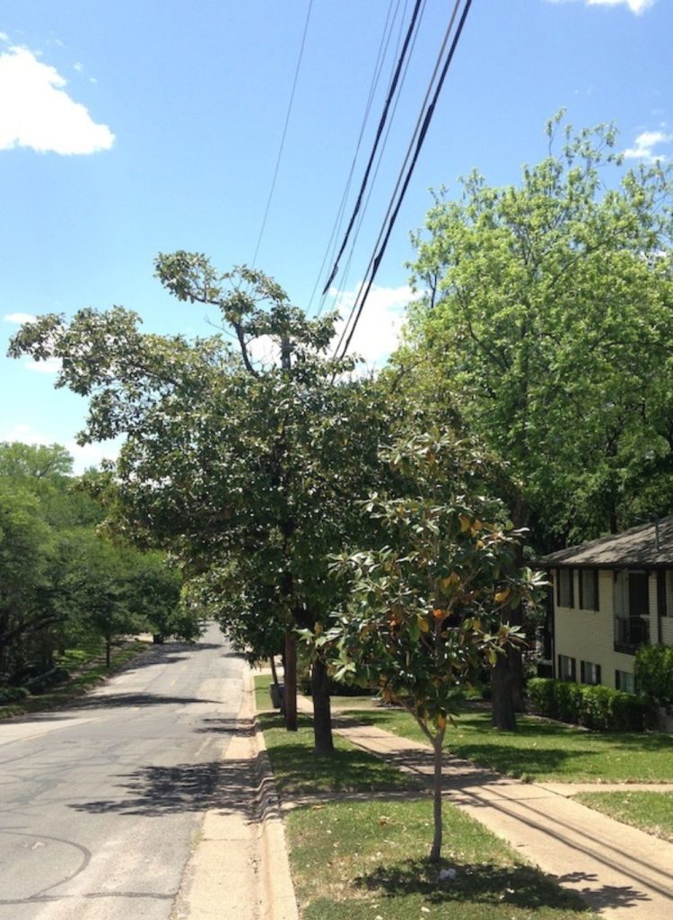 Tree Selection Aid (With Power Lines) – Trees Forever