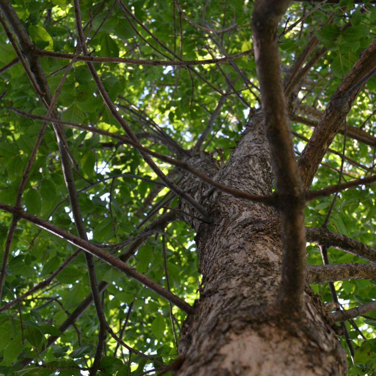 Get Involved – Trees Forever