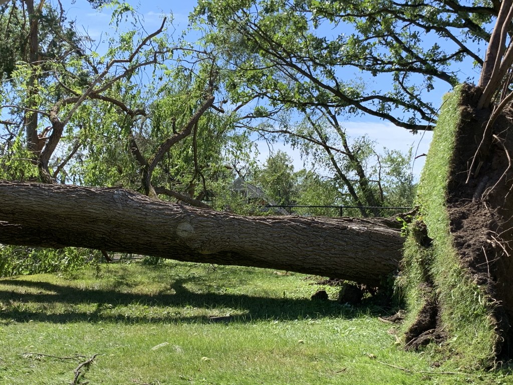 ReLeaf Cedar Rapids – Trees Forever