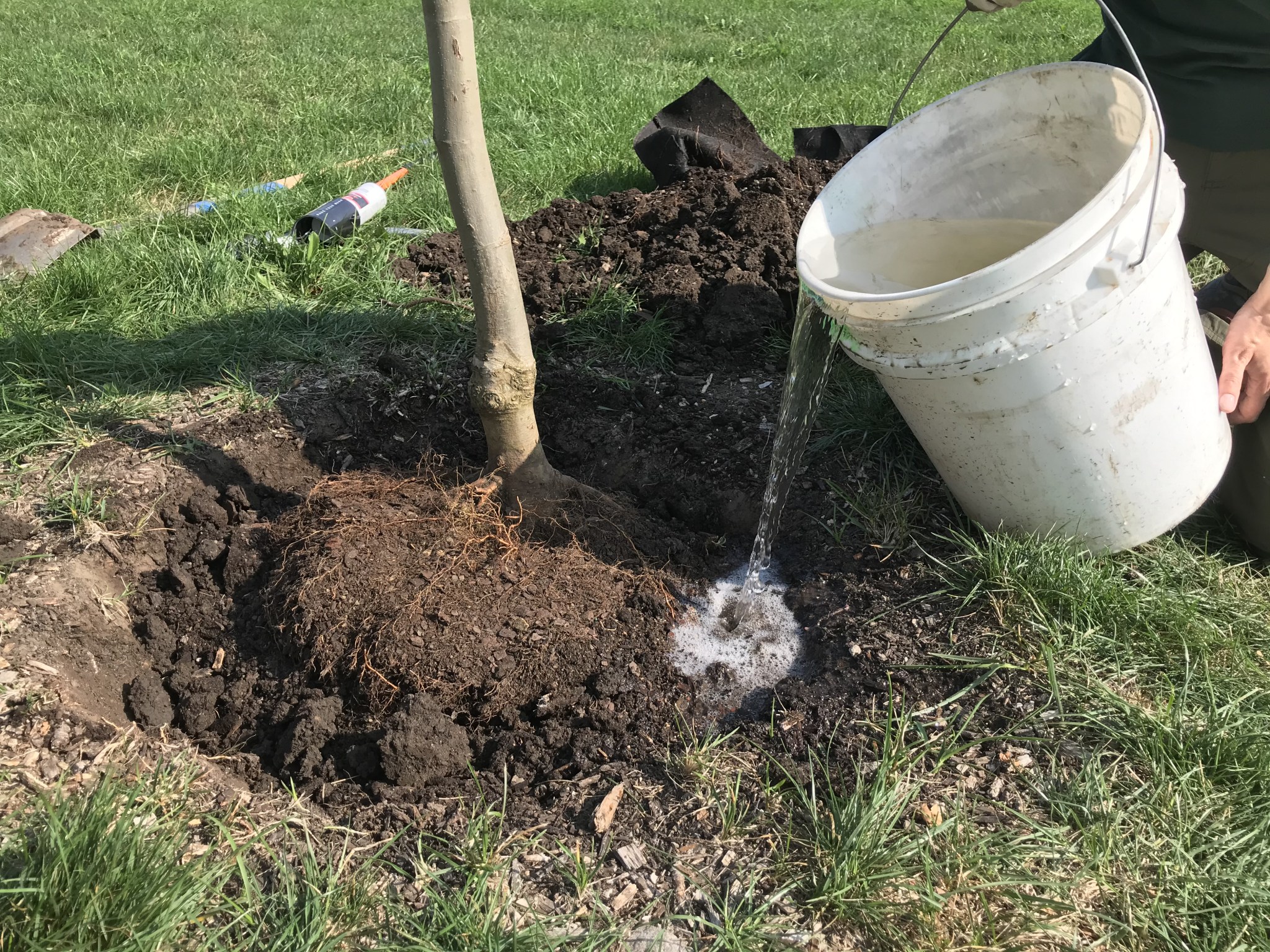 Continued Care for Tree Health – Trees Forever