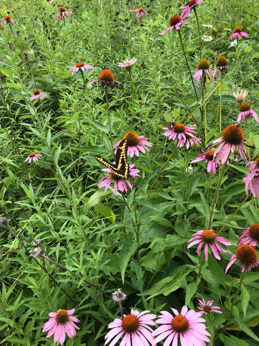 What in Pollination?! – Trees Forever