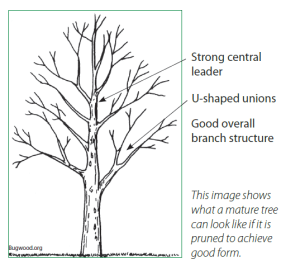 Pruning Practices for Healthy Trees – Trees Forever