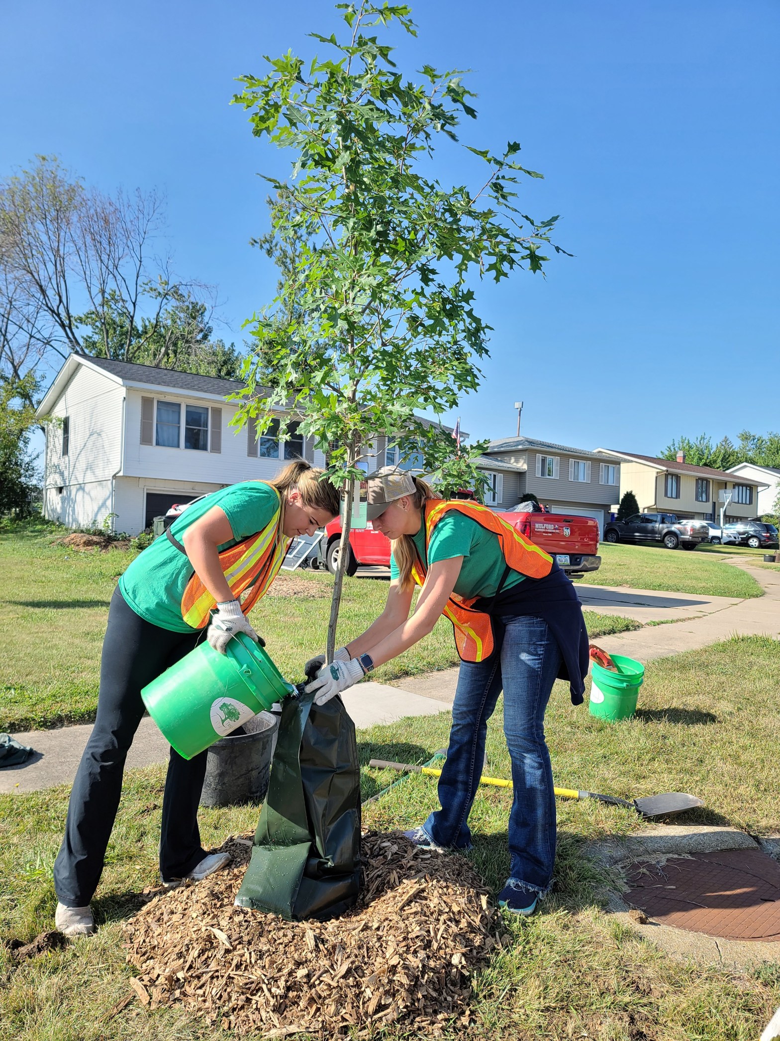 ReLeaf Volunteer – Trees Forever