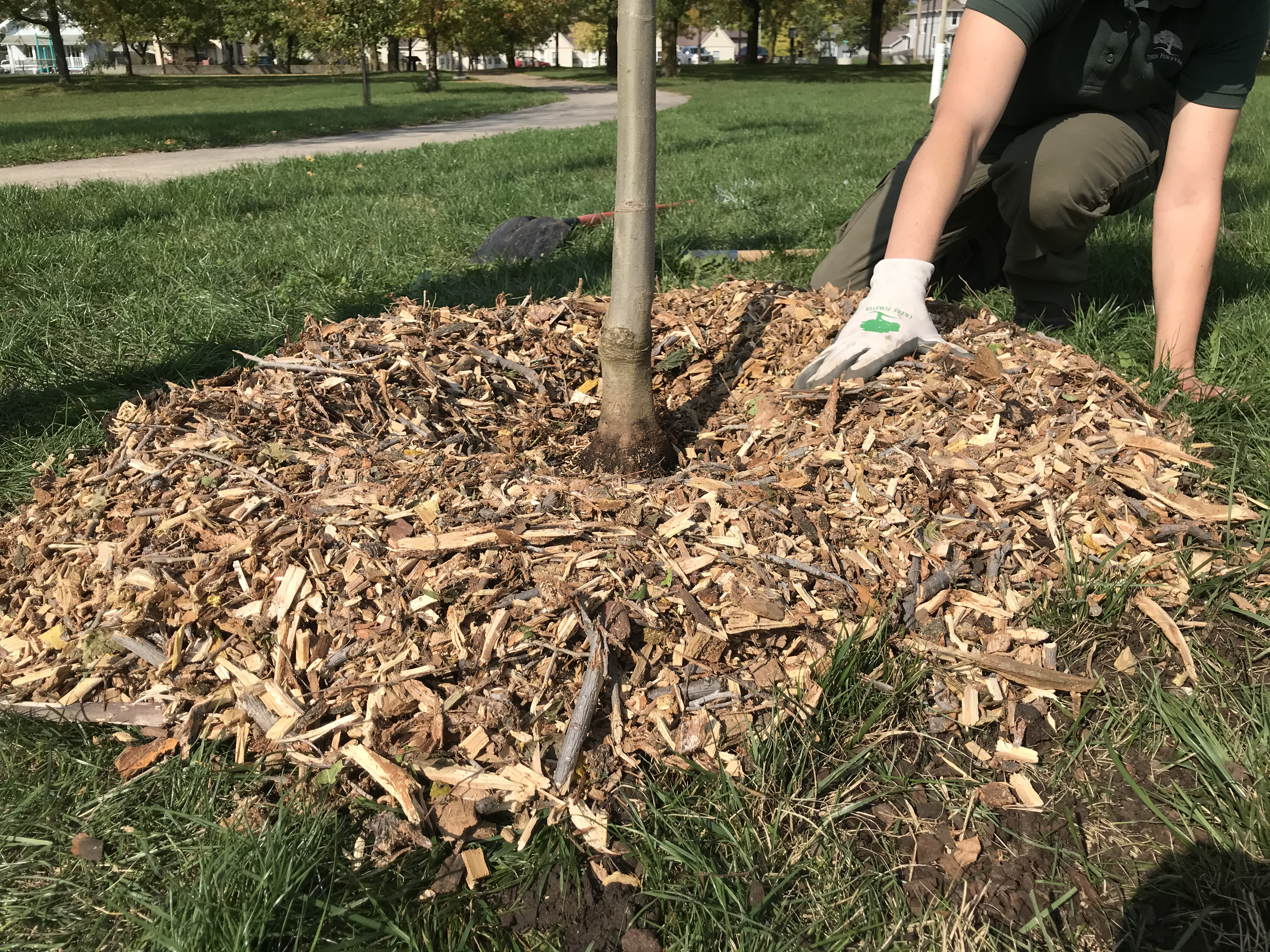 Dead or Dormant? – Trees Forever