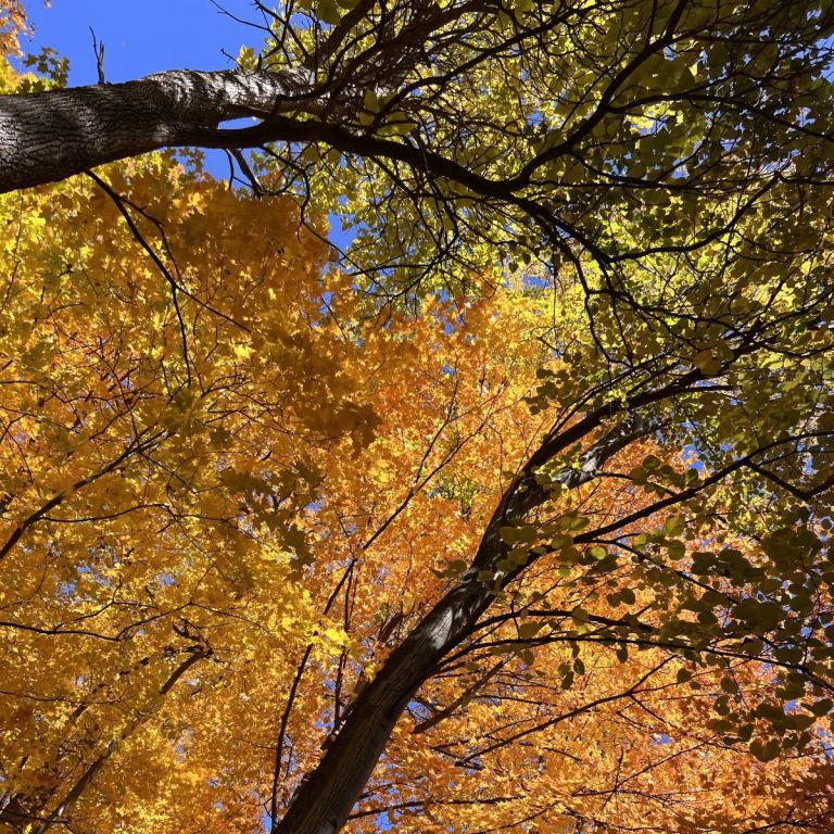 Introducing Trees Forever’s new 2024 Board Members – Trees Forever