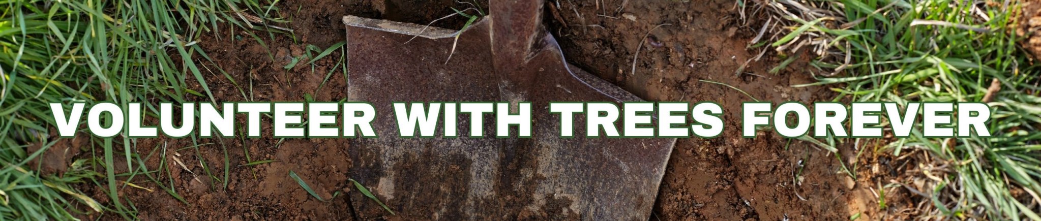 Volunteer – Trees Forever
