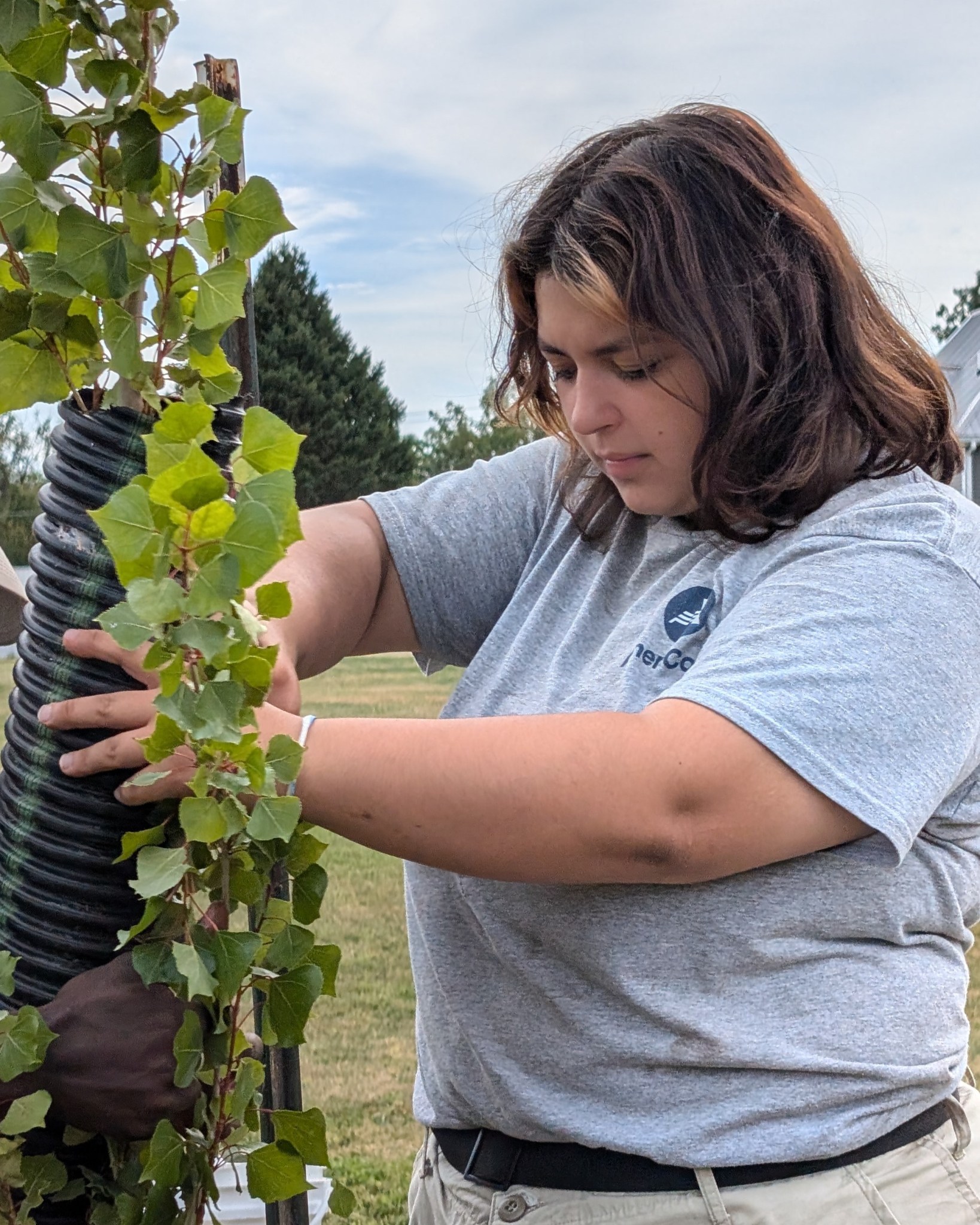 One Million Trees Central Iowa – Trees Forever