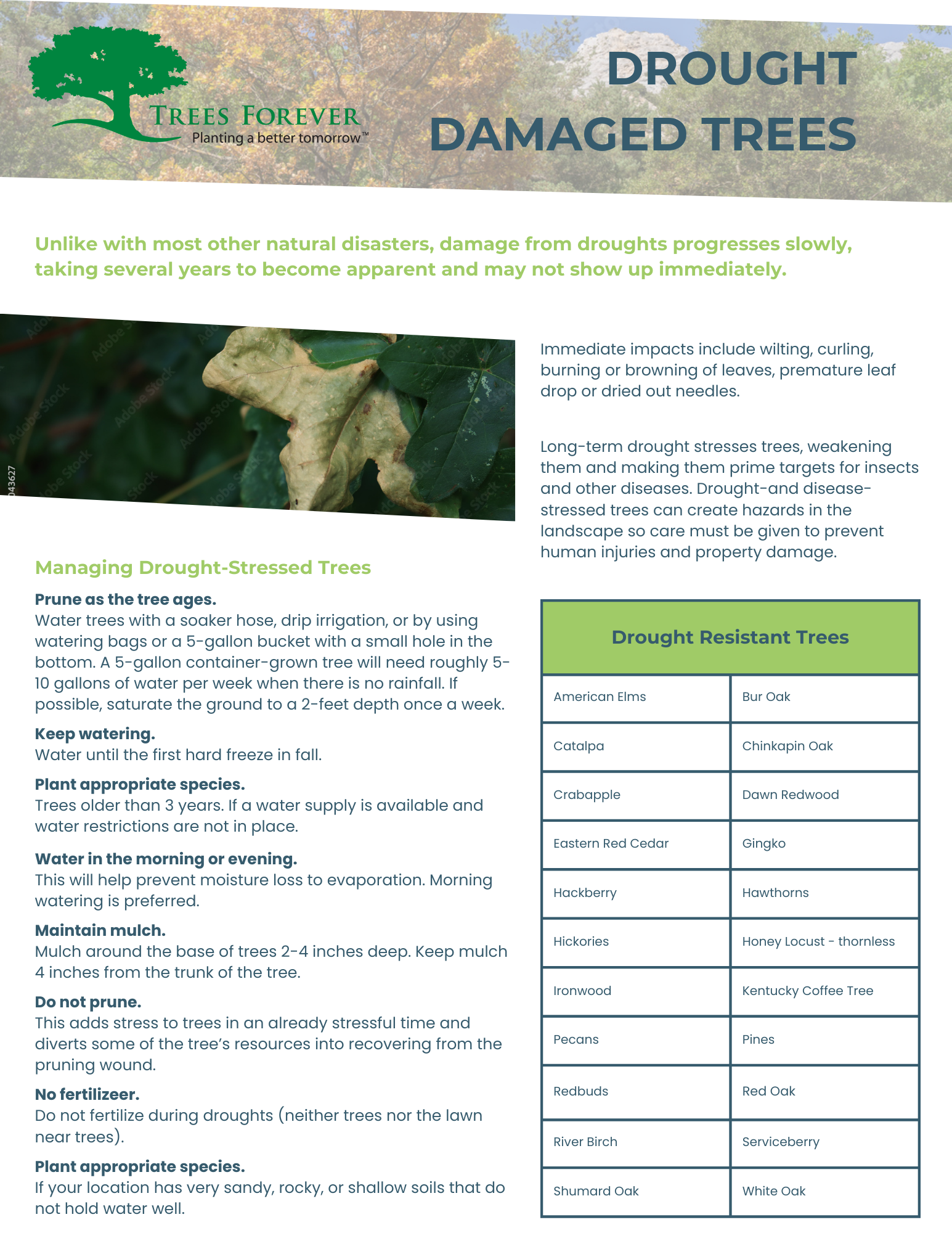 Drought Damaged Trees – Trees Forever
