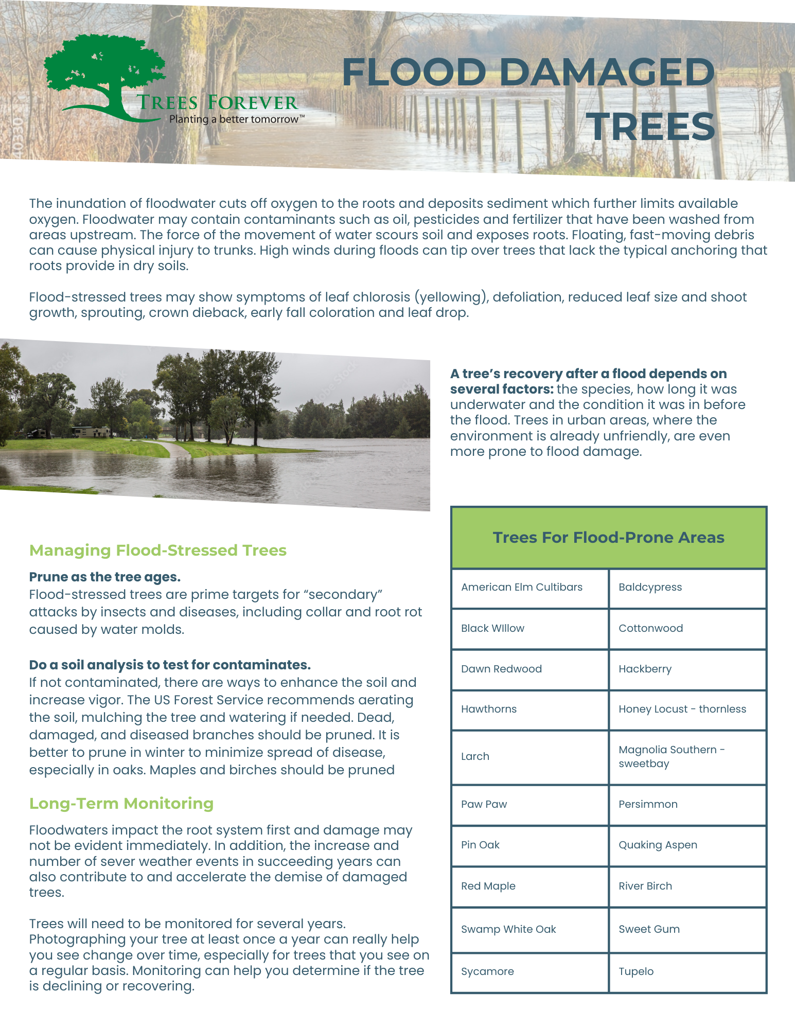 Flood-Damaged Trees – Trees Forever