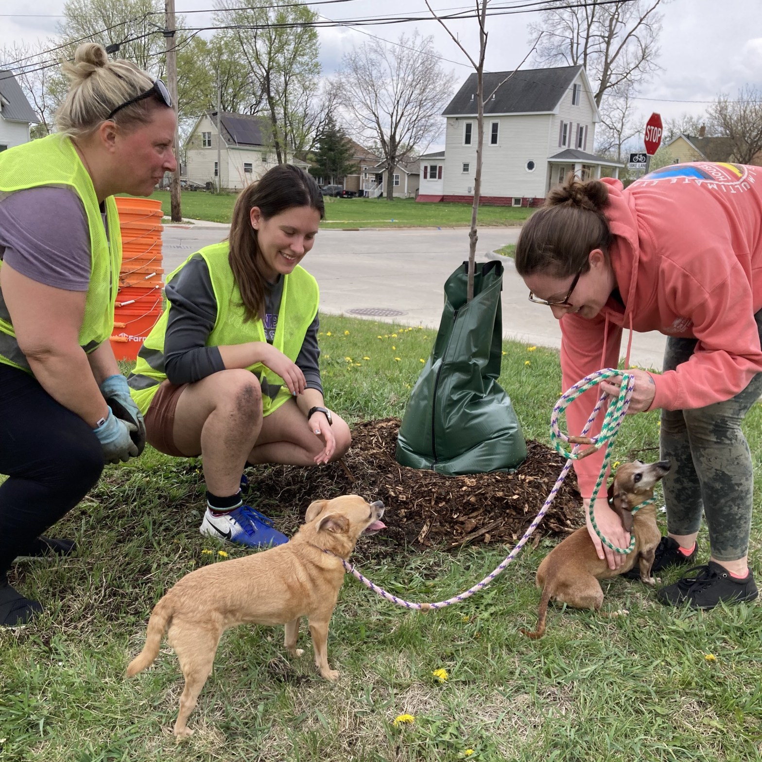 Iowa Urban Forestry Awards Nomination – Trees Forever